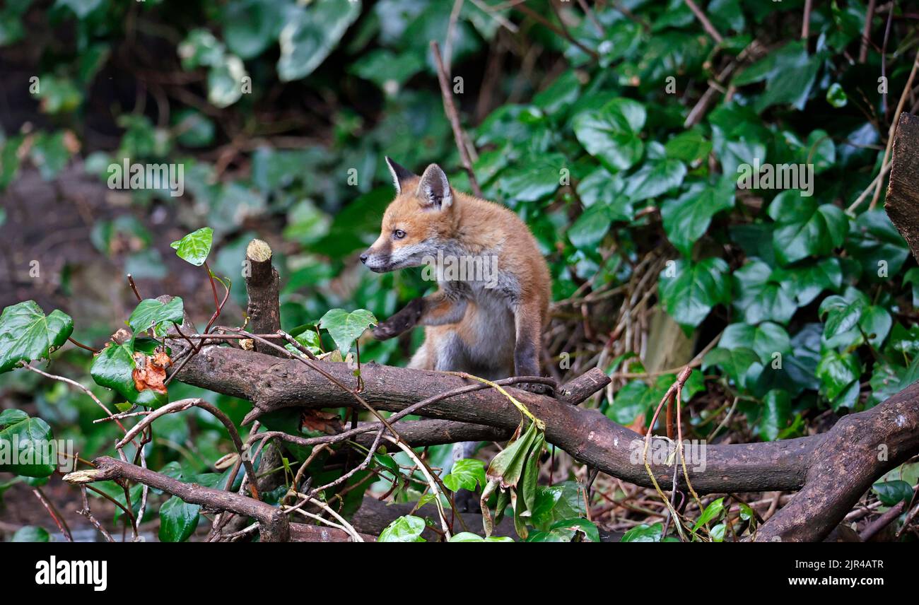Fox cub emerging from the den at the bottom of the garden Stock Photo ...