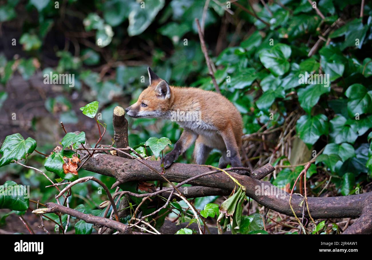 Fox cub emerging from the den at the bottom of the garden Stock Photo ...