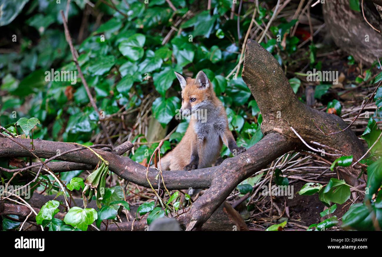 Red fox garden den hi-res stock photography and images - Alamy