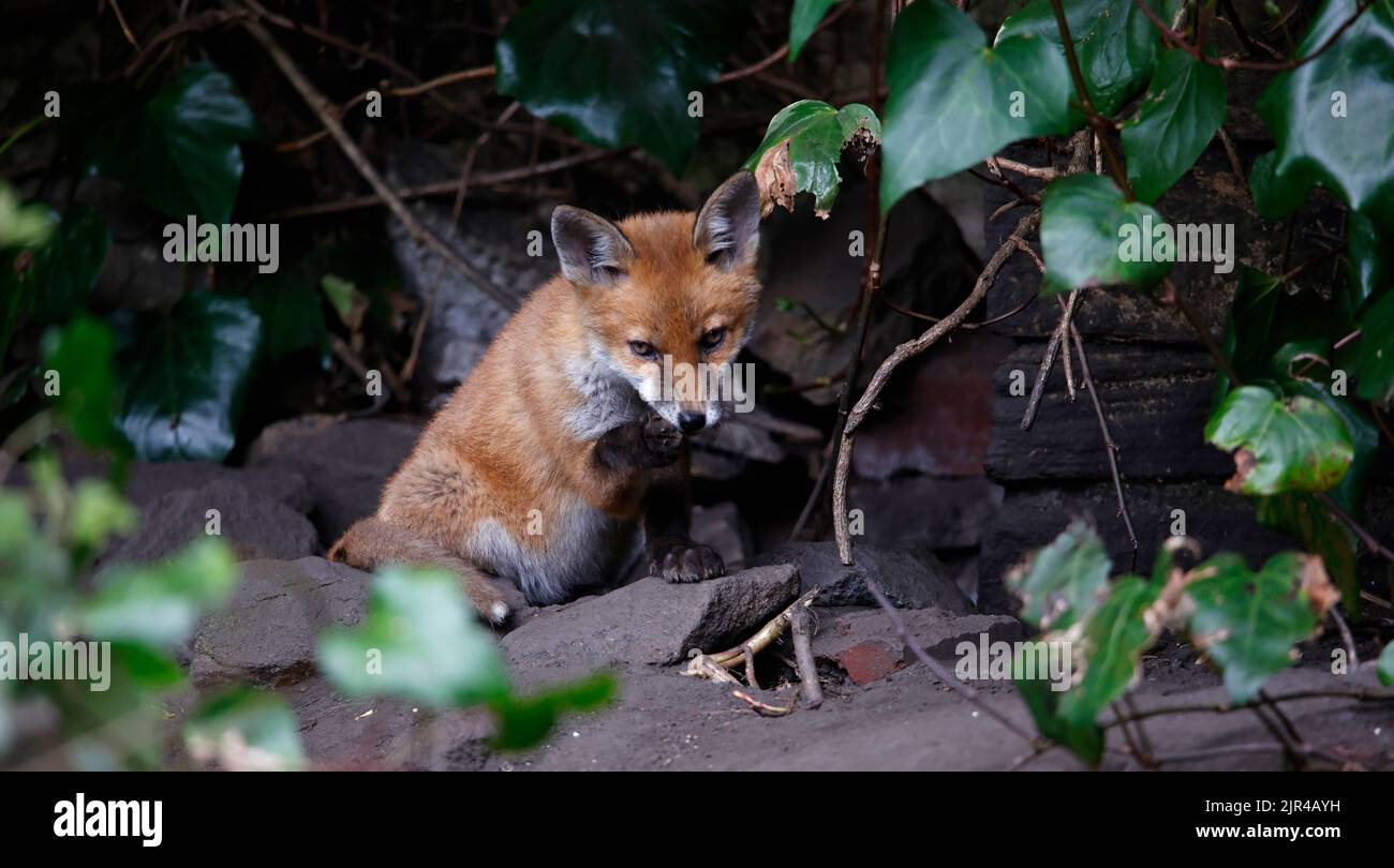 Fox cub emerging from the den at the bottom of the garden Stock Photo ...