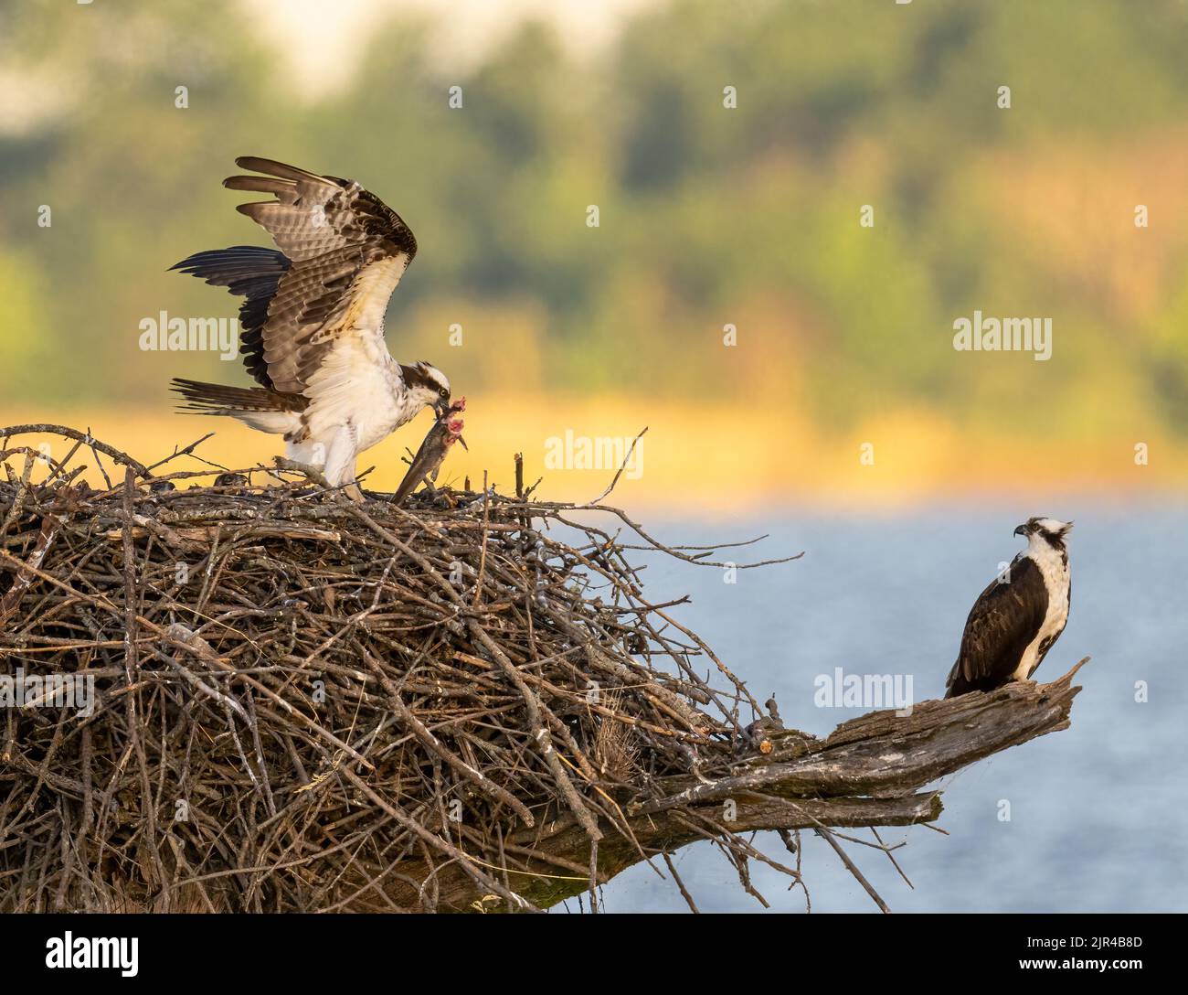 A closeup shot of a hawk bringing a caught fish to its nest above the ...