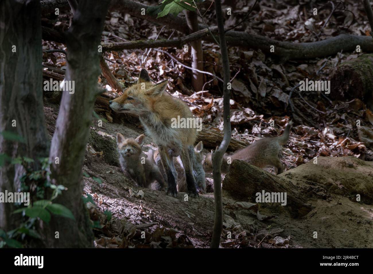 A view of the fox forest Stock Photo - Alamy