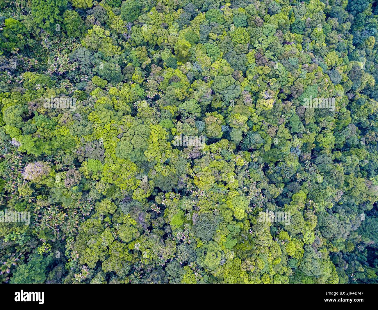Main Ridge Forest Reserve, Tobago rain forest within the UNESCO North ...