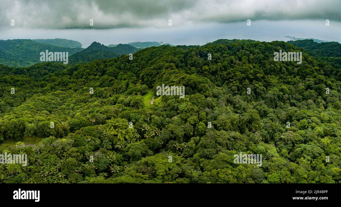 Pristine primary forest on the island of Tobago, Trinidad and Tobago ...