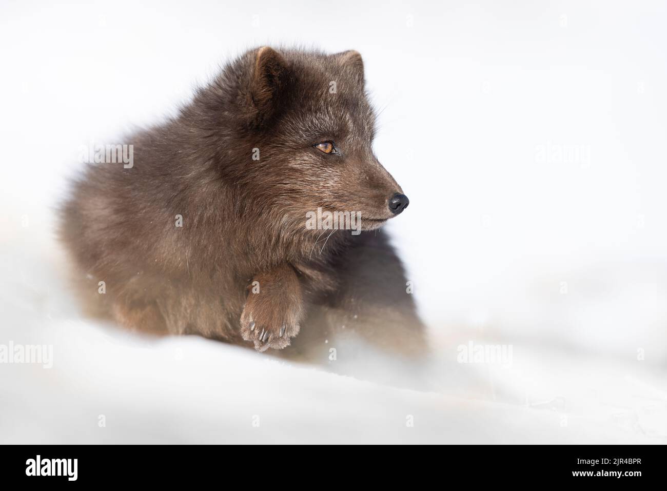 The close-up view of a blue arctic fox sitting in the snow-covered ...