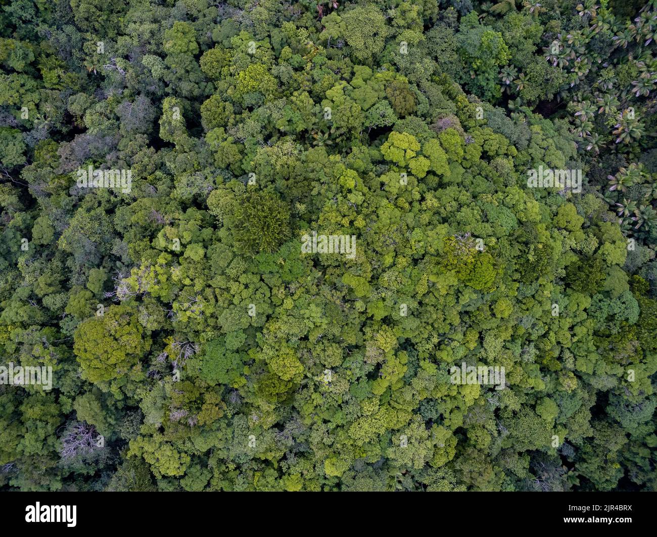 Main Ridge Forest Reserve, Tobago rain forest within the UNESCO North ...