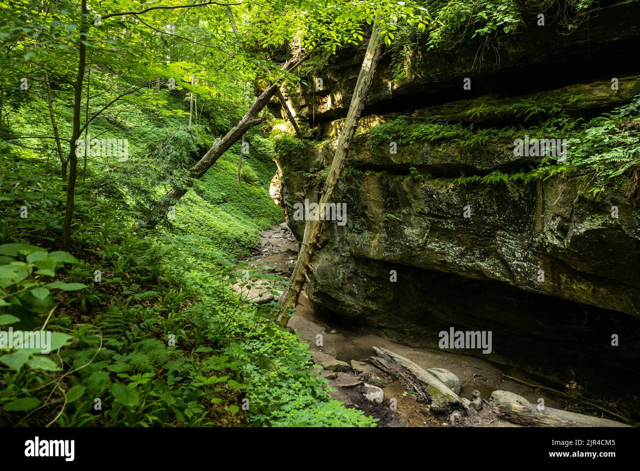 The huge rocks in dense green forest Stock Photo - Alamy