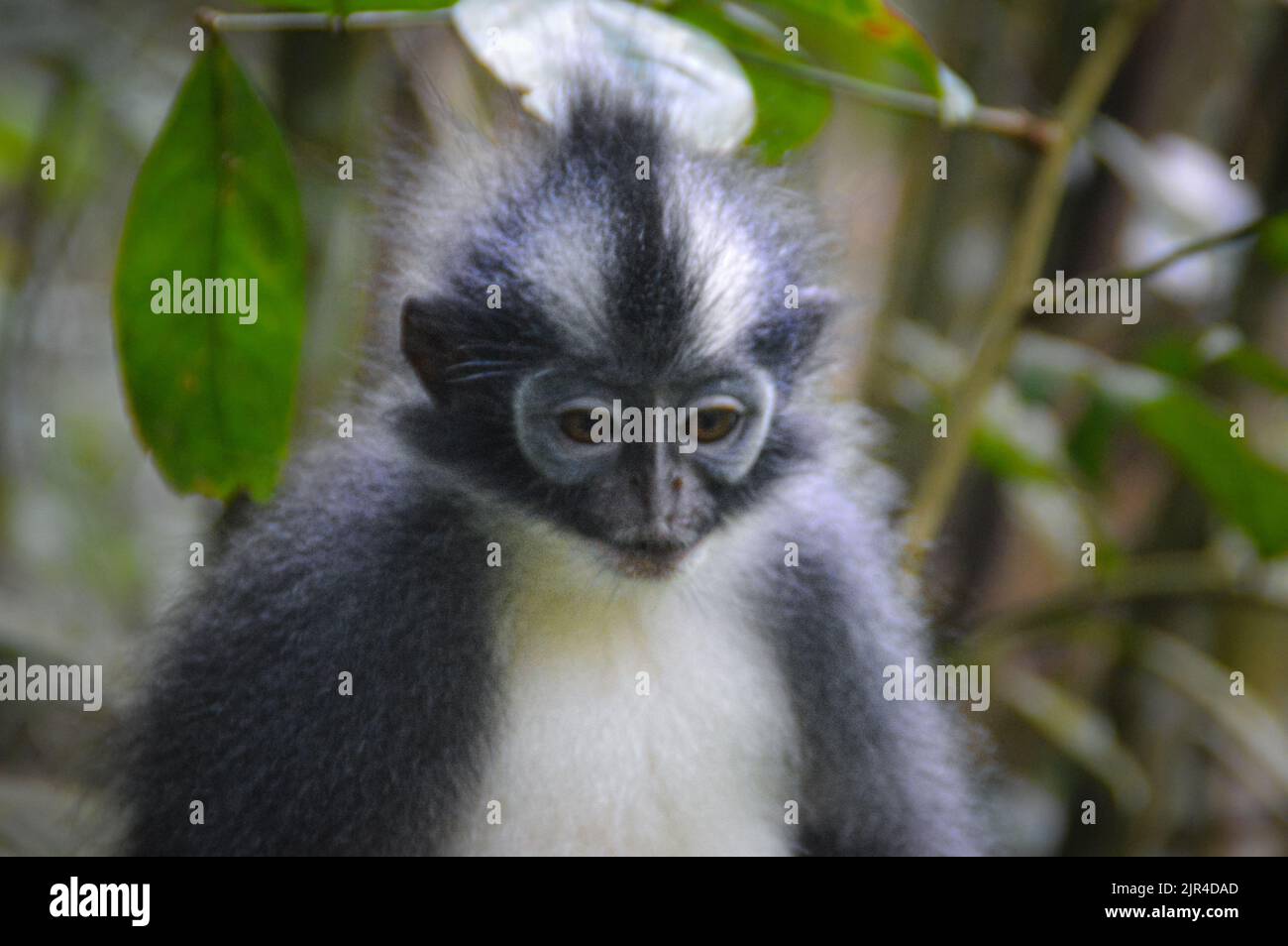 Thomas leaf monkey also known as Thomas Langur or Presbytis thomasi ...