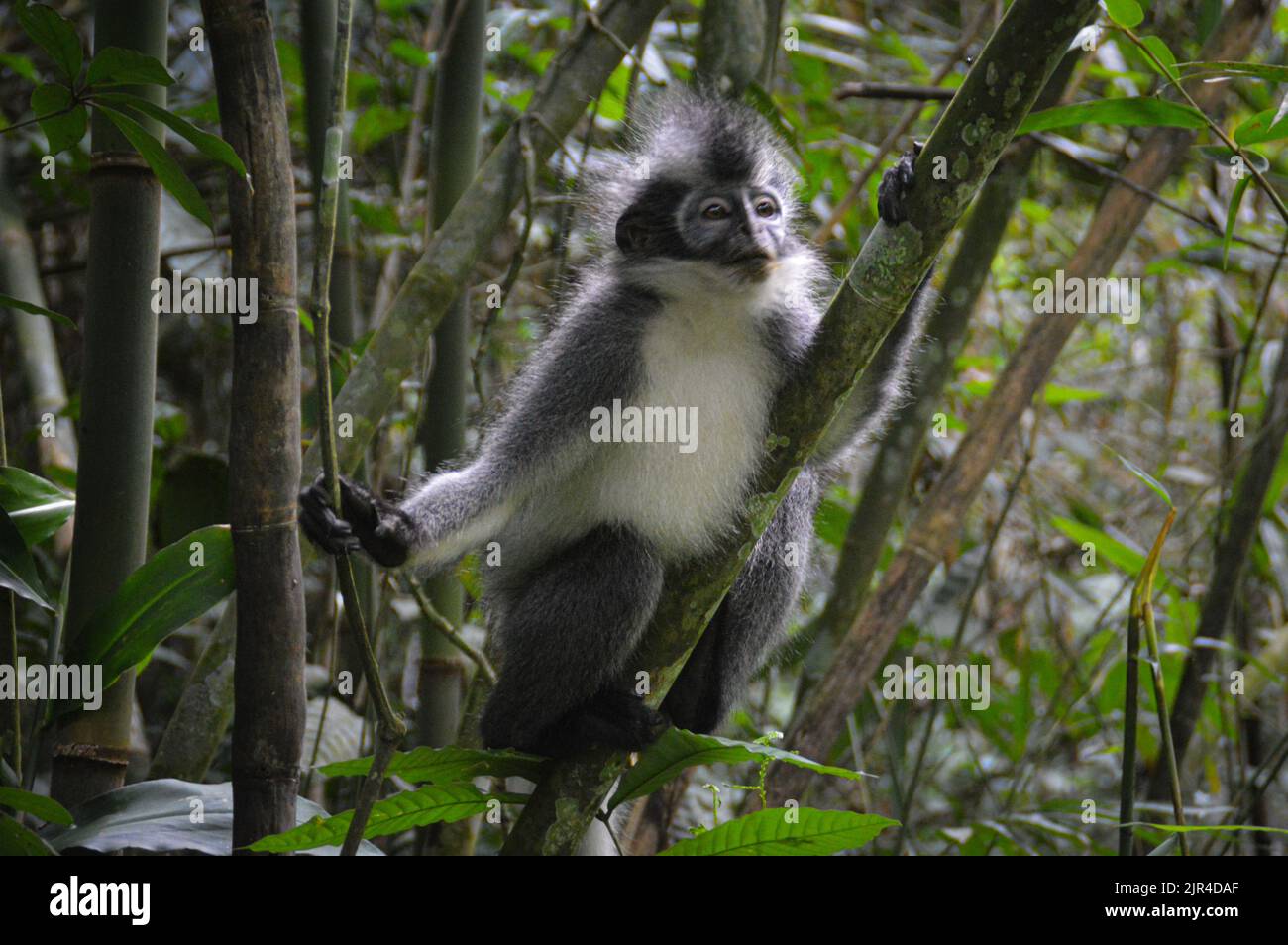 Thomas leaf monkey also known as Thomas Langur or Presbytis thomasi ...