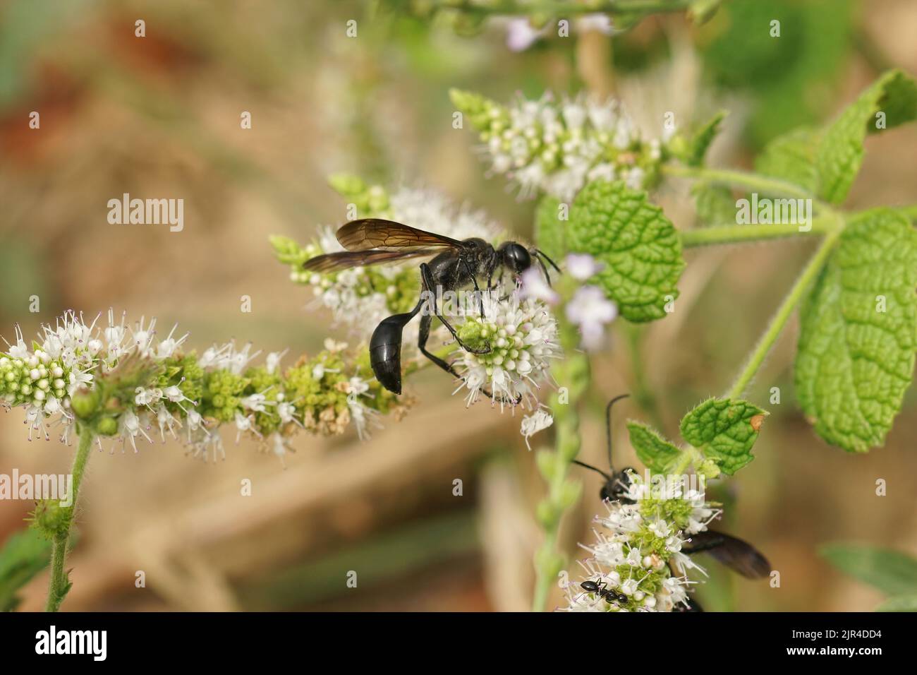 Mexican grass carrying wasp hi-res stock photography and images - Alamy