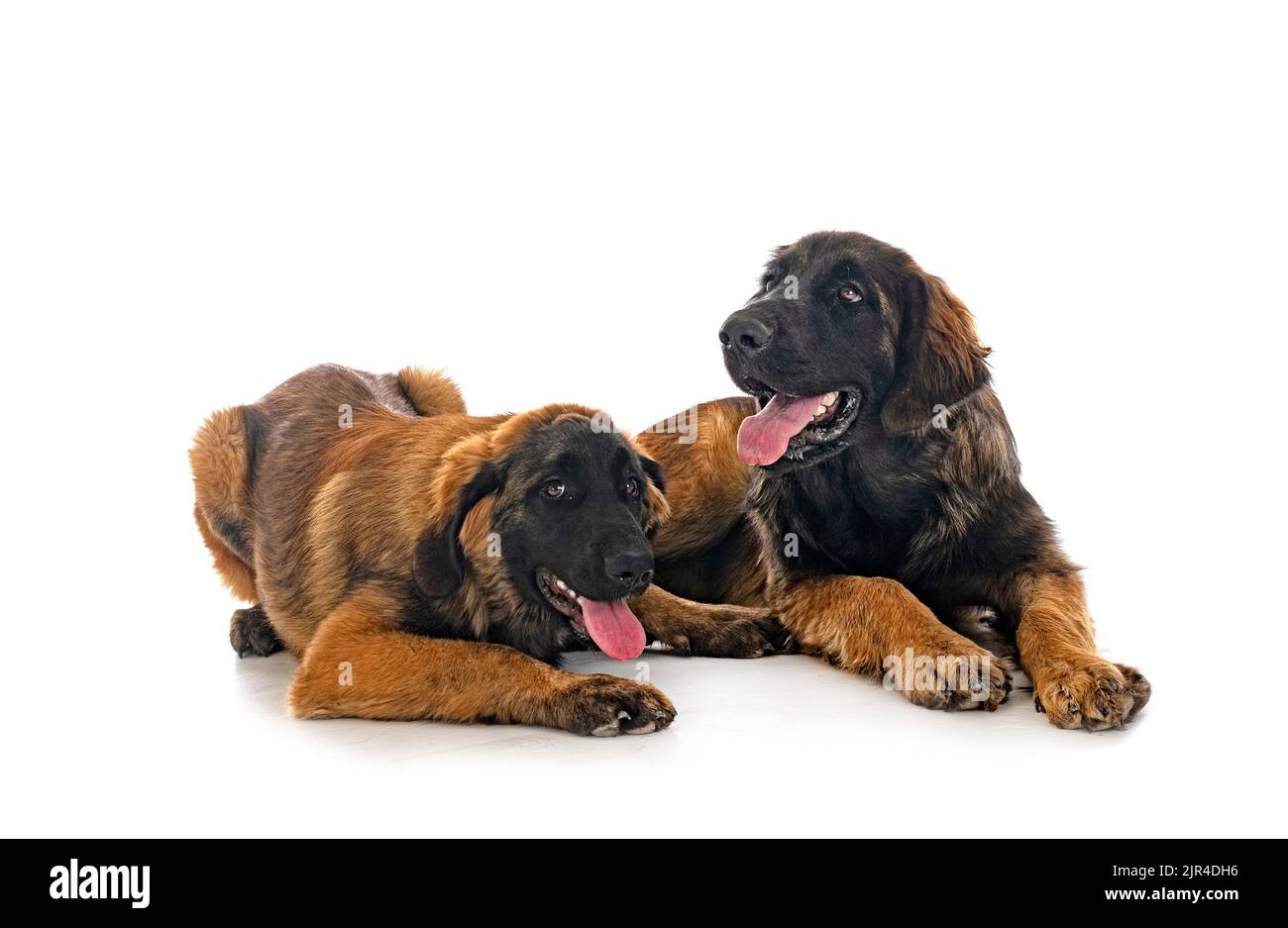 puppies Leonberger in front of white background Stock Photo - Alamy