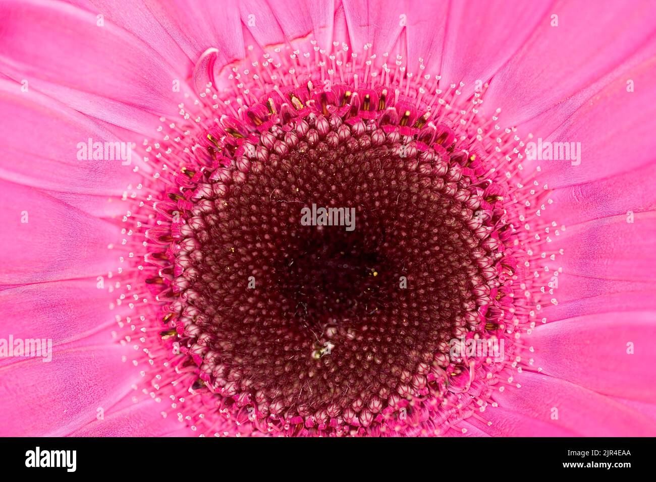 Macro of Disc from a pink daisy flower growing wild Stock Photo - Alamy