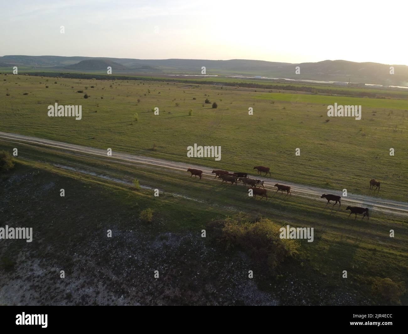AERIAL: Flying over a small herd of cattle cows walking uniformly down ...