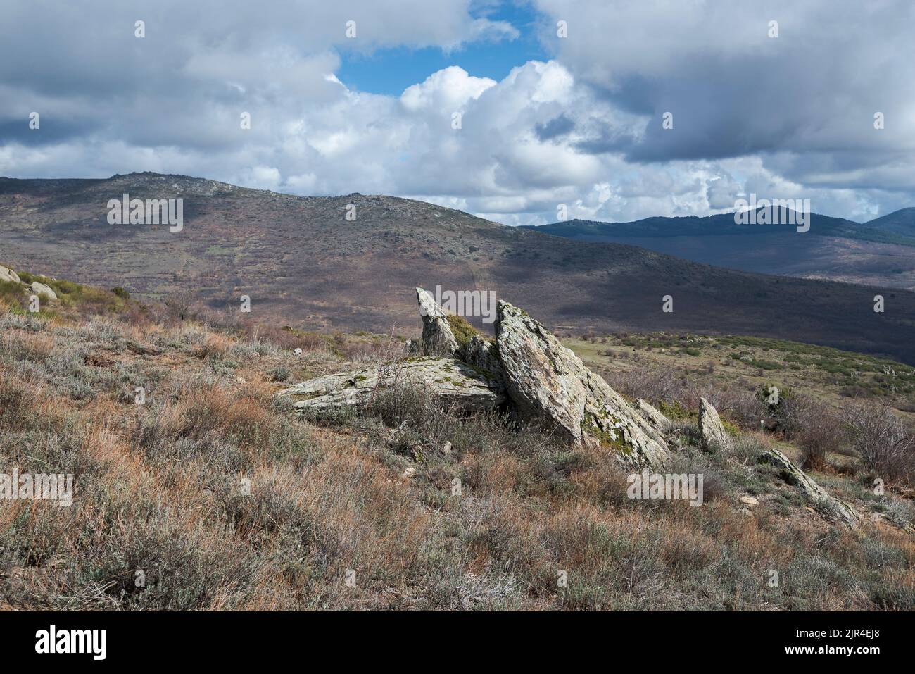 Mediterranean shrublands of basil-leaved rock rose, Halimium ocymoides ...