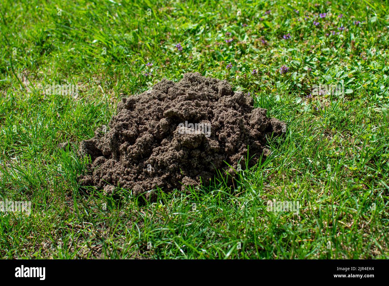 Earth mole hi-res stock photography and images - Alamy
