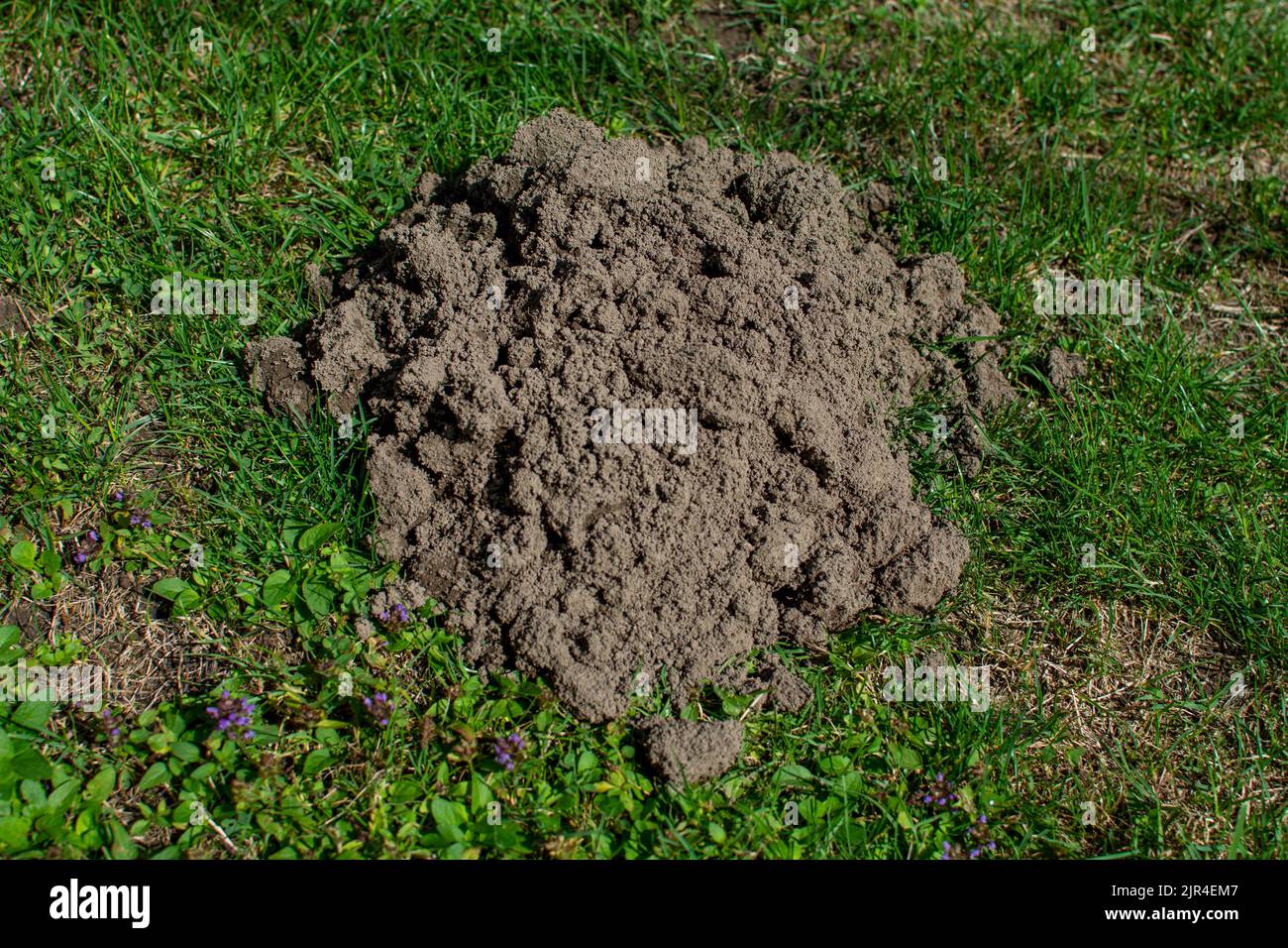 A mound of earth made by a European mole Stock Photo - Alamy
