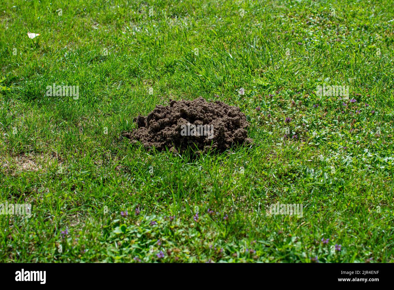 A mound of earth made by a European mole Stock Photo - Alamy