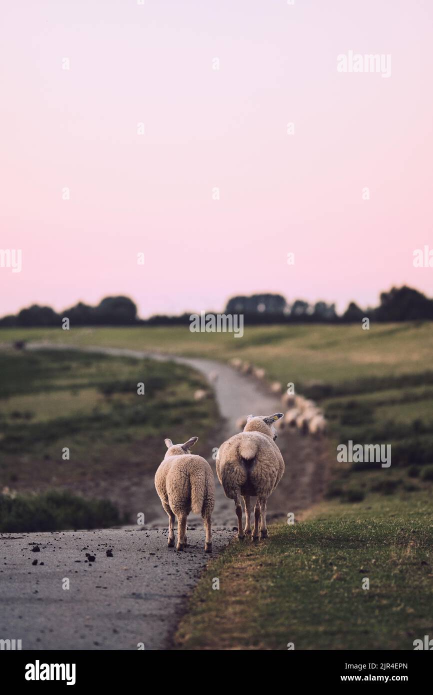 Sheep standing on top of a dike in northern Germany. High quality photo ...