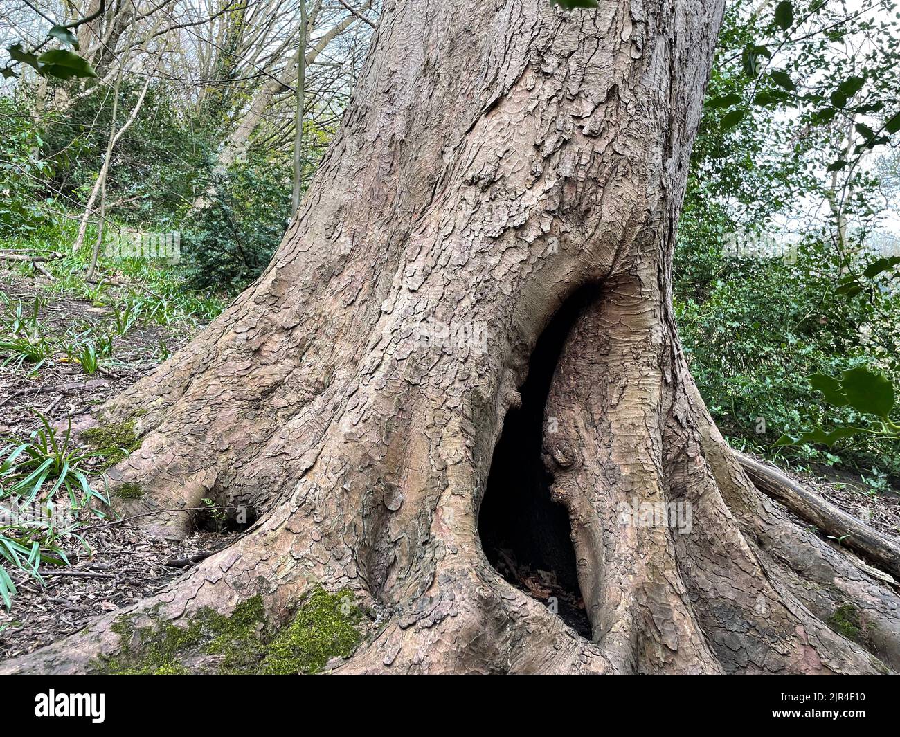 Hollow branches hi-res stock photography and images - Alamy