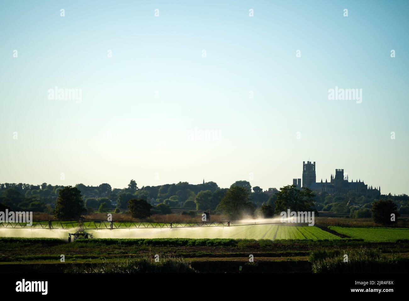 Crops being sprayed on a hot summers evening with Ely Cathedral in the ...