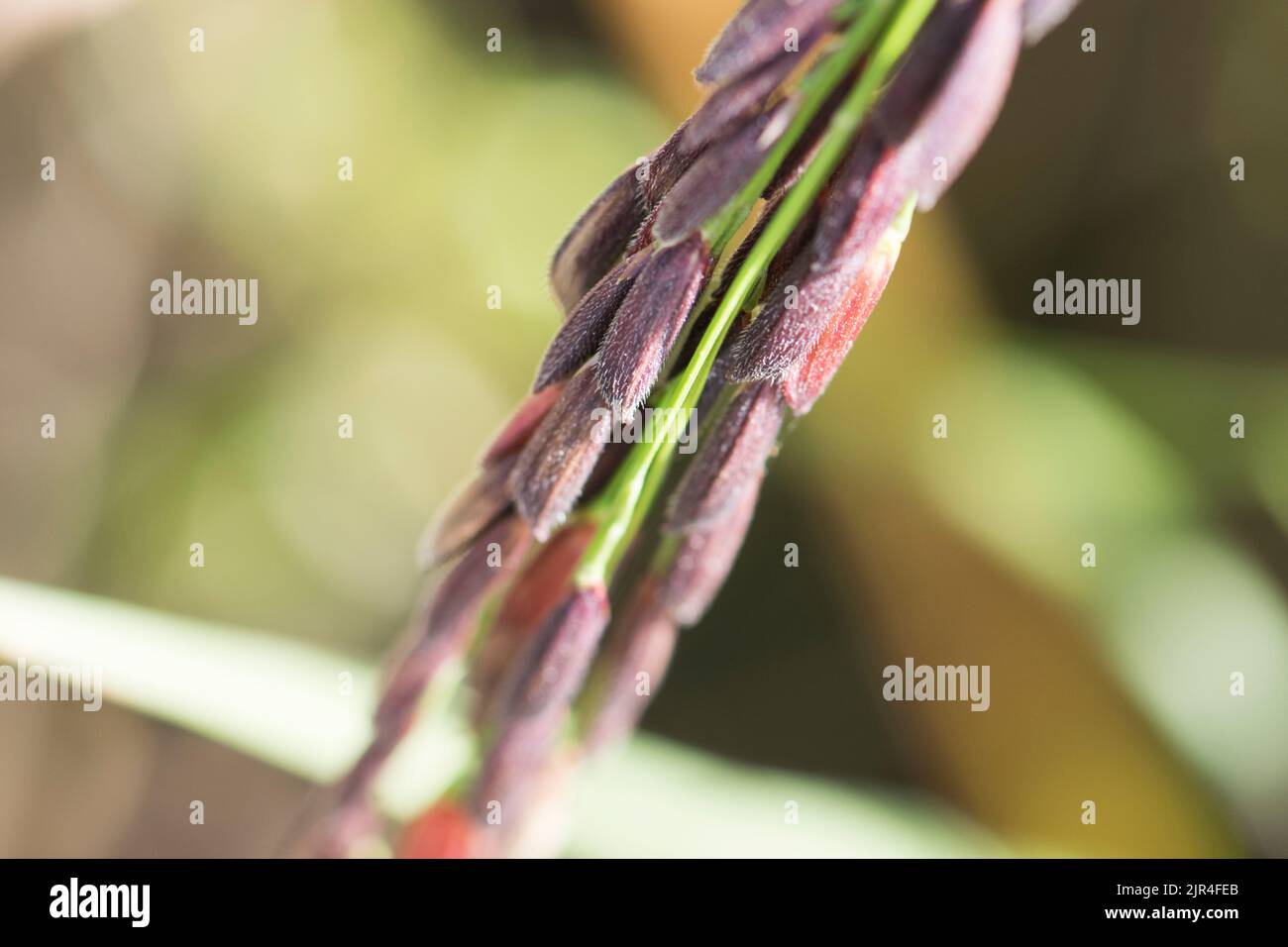 Organic rice berry in farm. Thai black jasmine rice Stock Photo - Alamy
