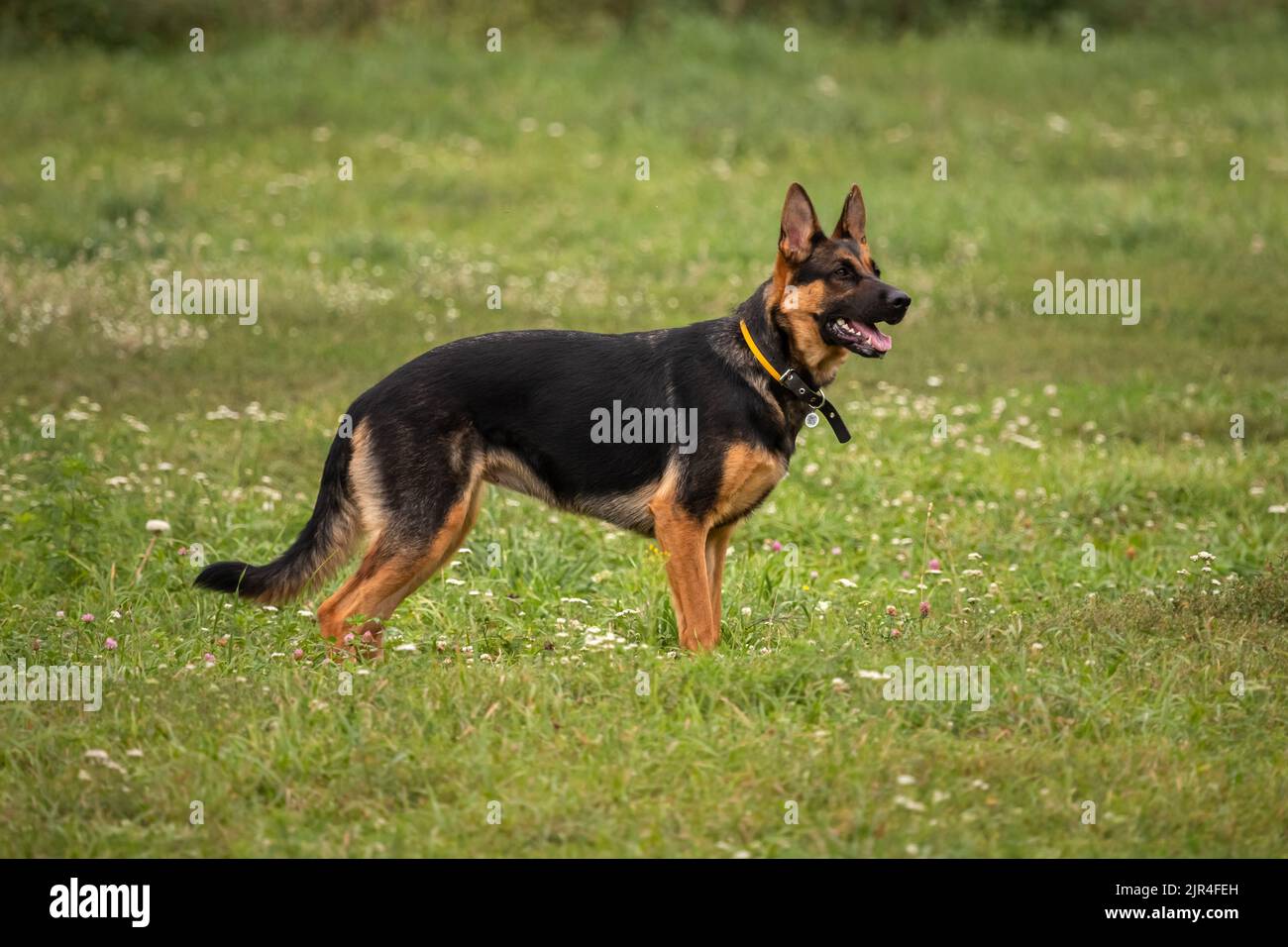 German Shepherd. Four paws. Purebred dog. Large dog. Dog training. A ...