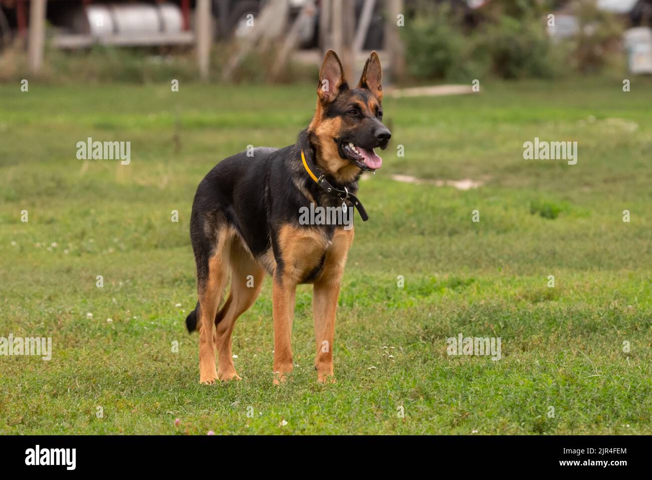German Shepherd. Four paws. Purebred dog. Large dog. Dog training. A ...