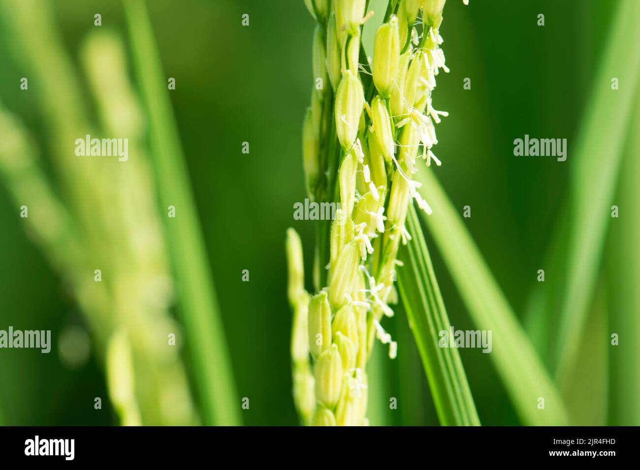 Paddy stalk hi-res stock photography and images - Alamy