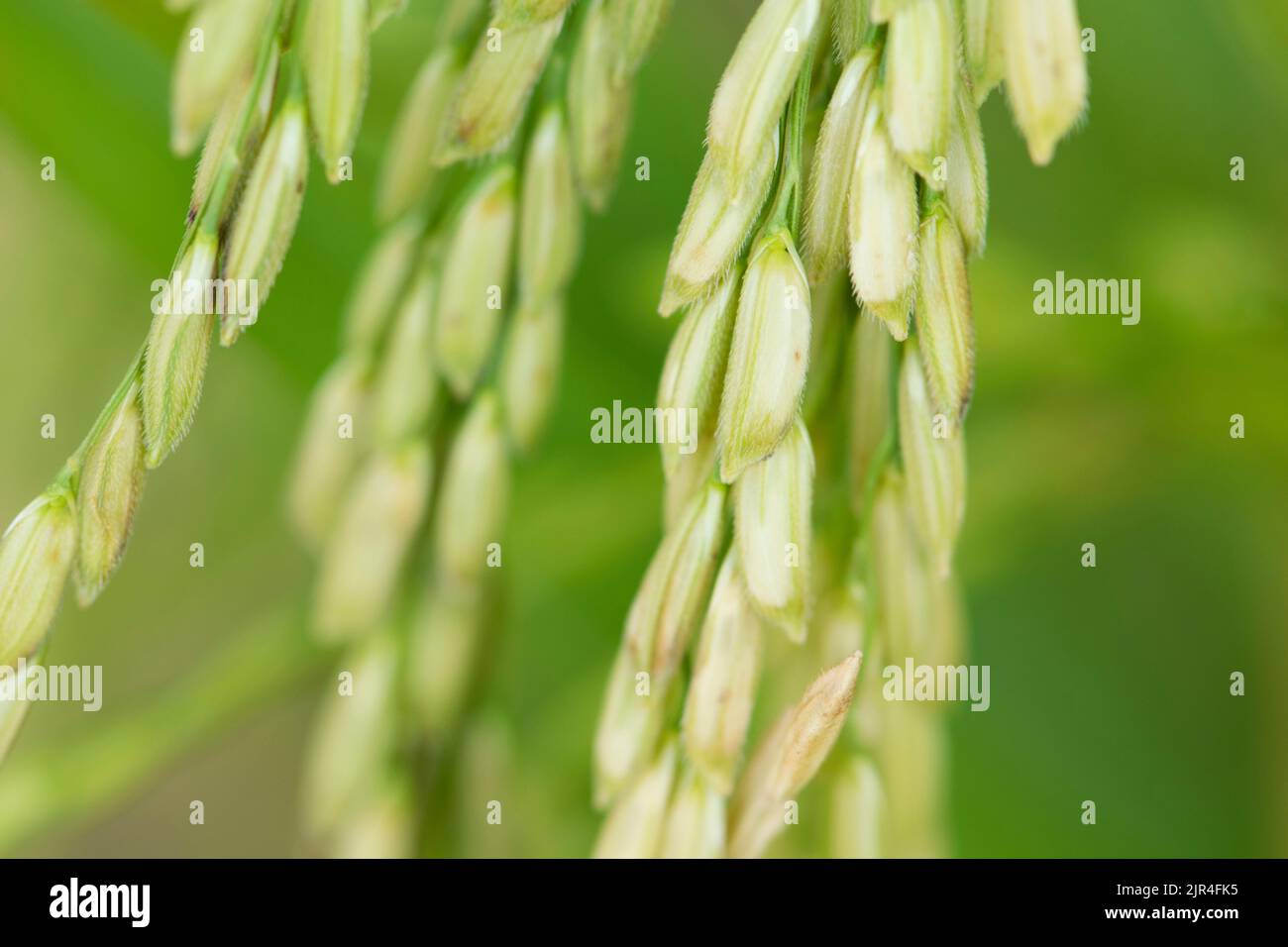 Close up of green paddy rice Stock Photo - Alamy