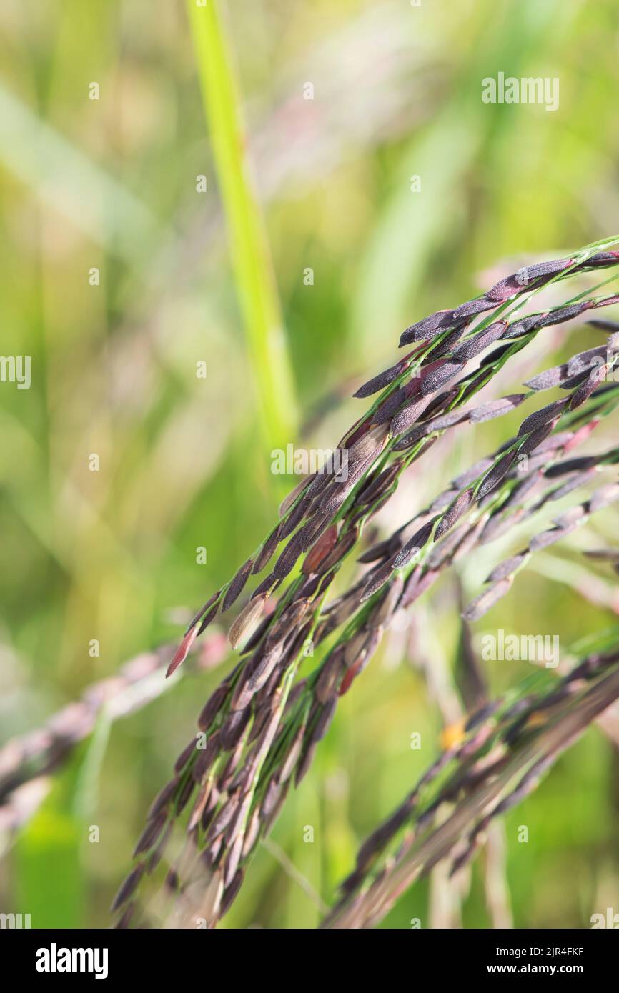 Organic rice berry in farm. Thai black jasmine rice Stock Photo - Alamy