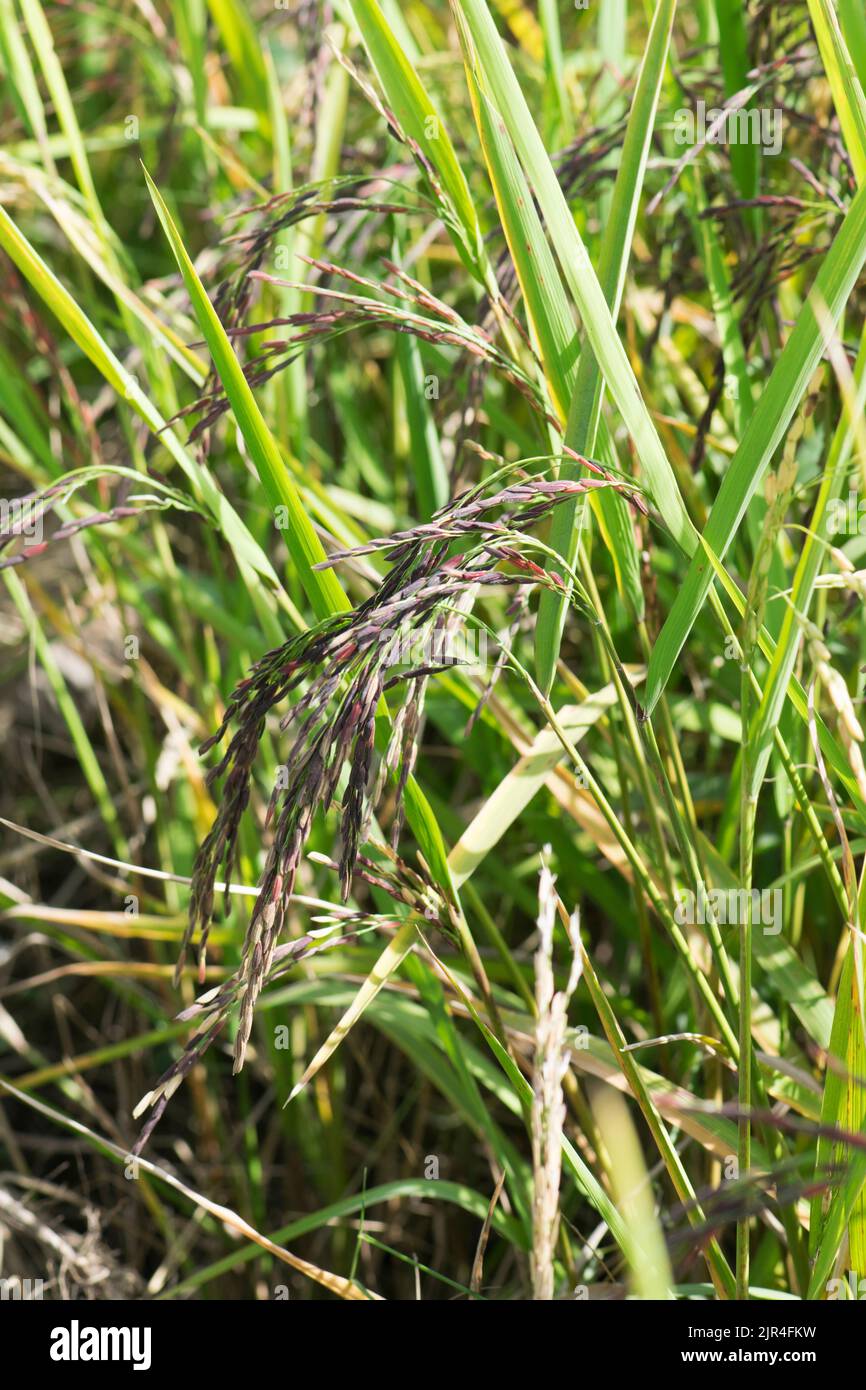 Organic rice berry in farm. Thai black jasmine rice Stock Photo - Alamy