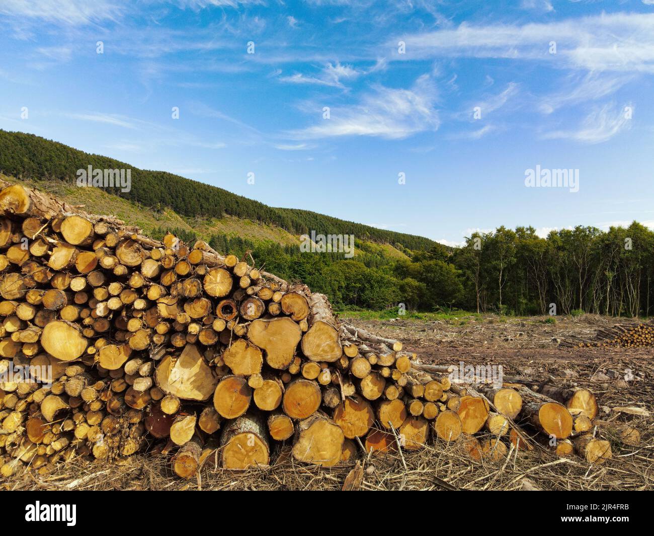 Pile of Cut Logs in Forest Clearing Under Blue Sky Stock Photo - Alamy