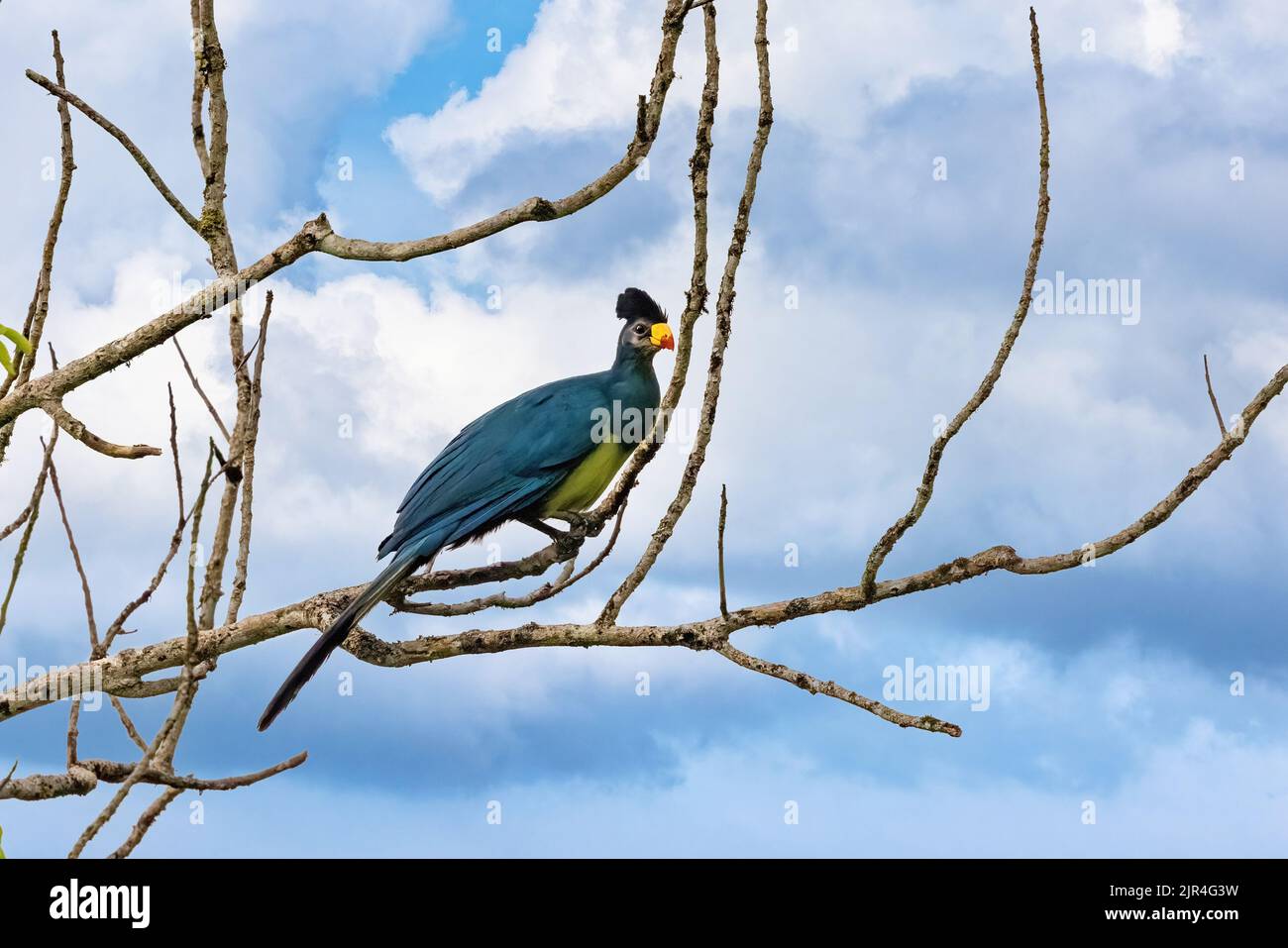 Great Blue Turaco, corythaeola cristata, perched on a tree in Kibale ...