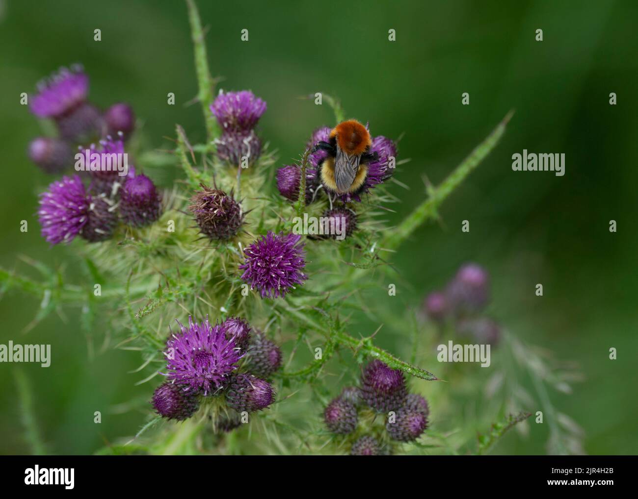 Shetland bumblebee (Bombus muscorum agricolae), feeding on thistle ...