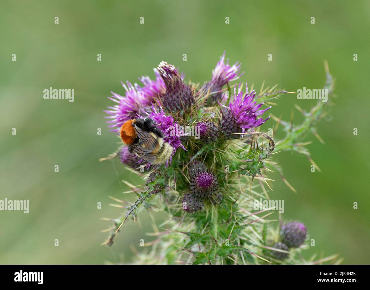 Shetland bumblebee (Bombus muscorum agricolae), feeding on thistle ...