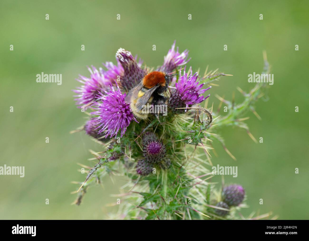 Shetland moss carder bumblebee bombus muscorum agricolea hi-res stock ...