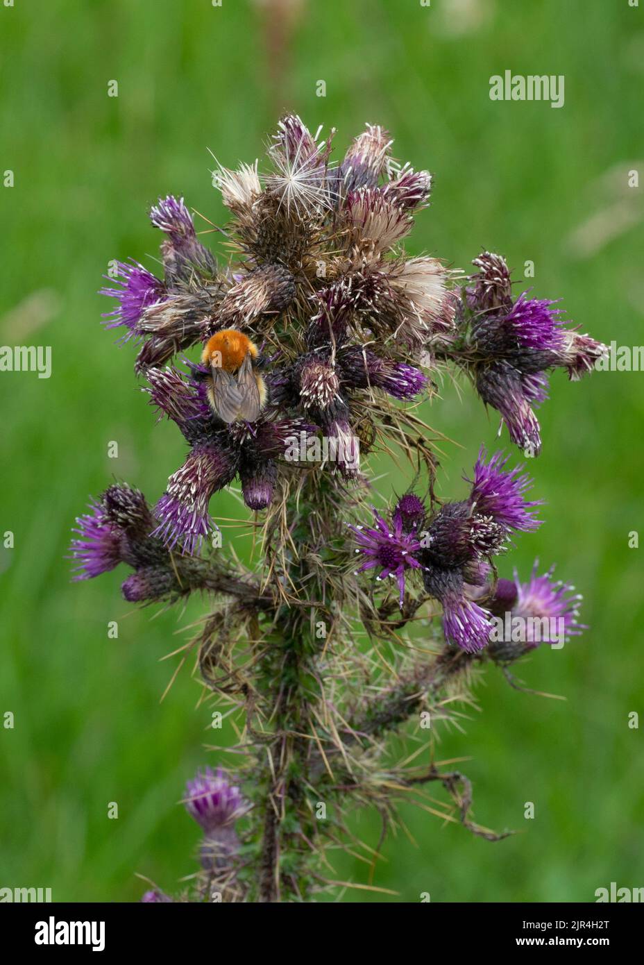Moss carder bumblebee hi-res stock photography and images - Alamy