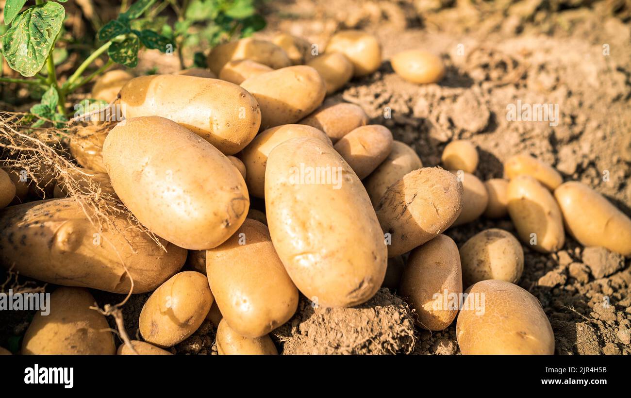 Heap of fresh organic potato harvest in the fields. Sprouted potato ...