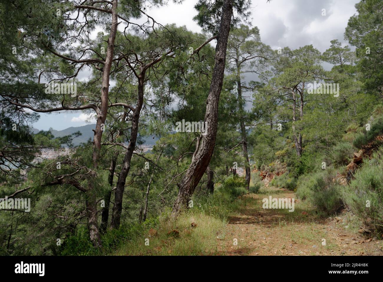 Mountain road in a pine tree forest, part of the Marmaris National Park ...