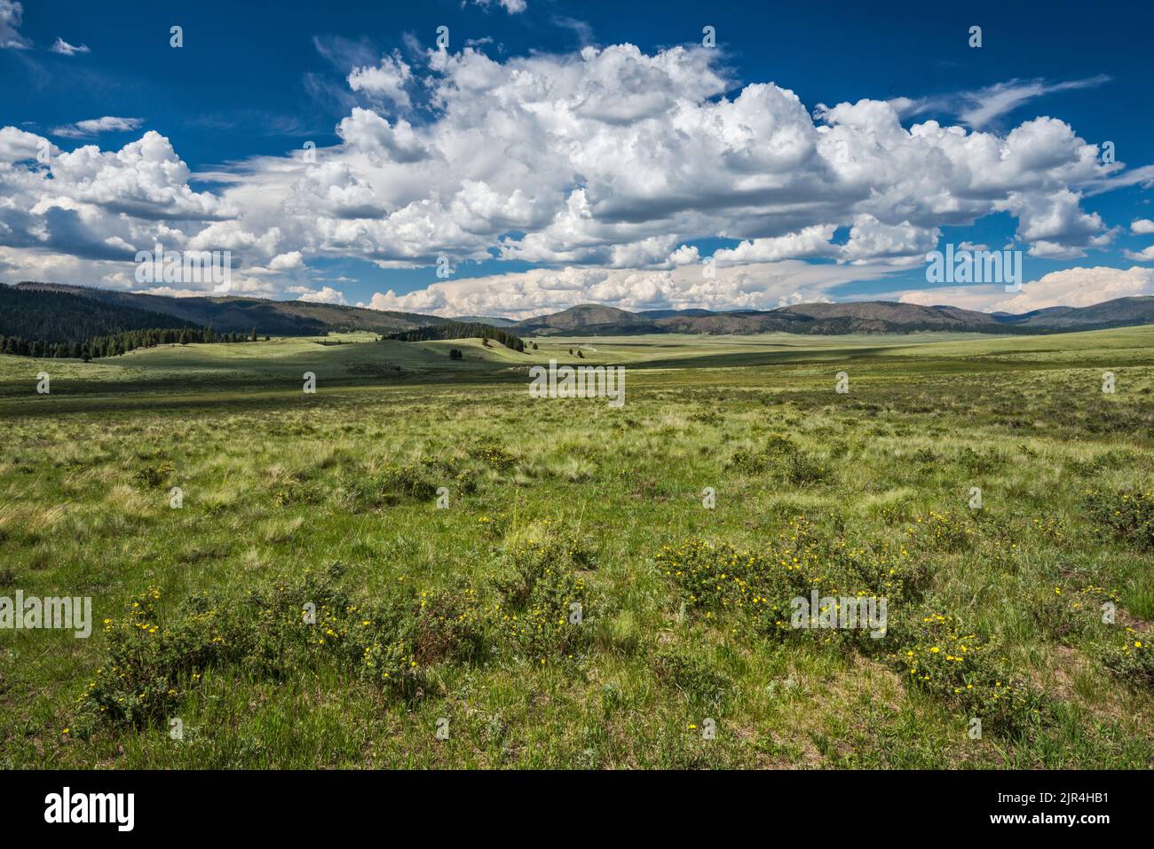 Cumulus clouds over montane grassland at Valle Grande, at Valles ...