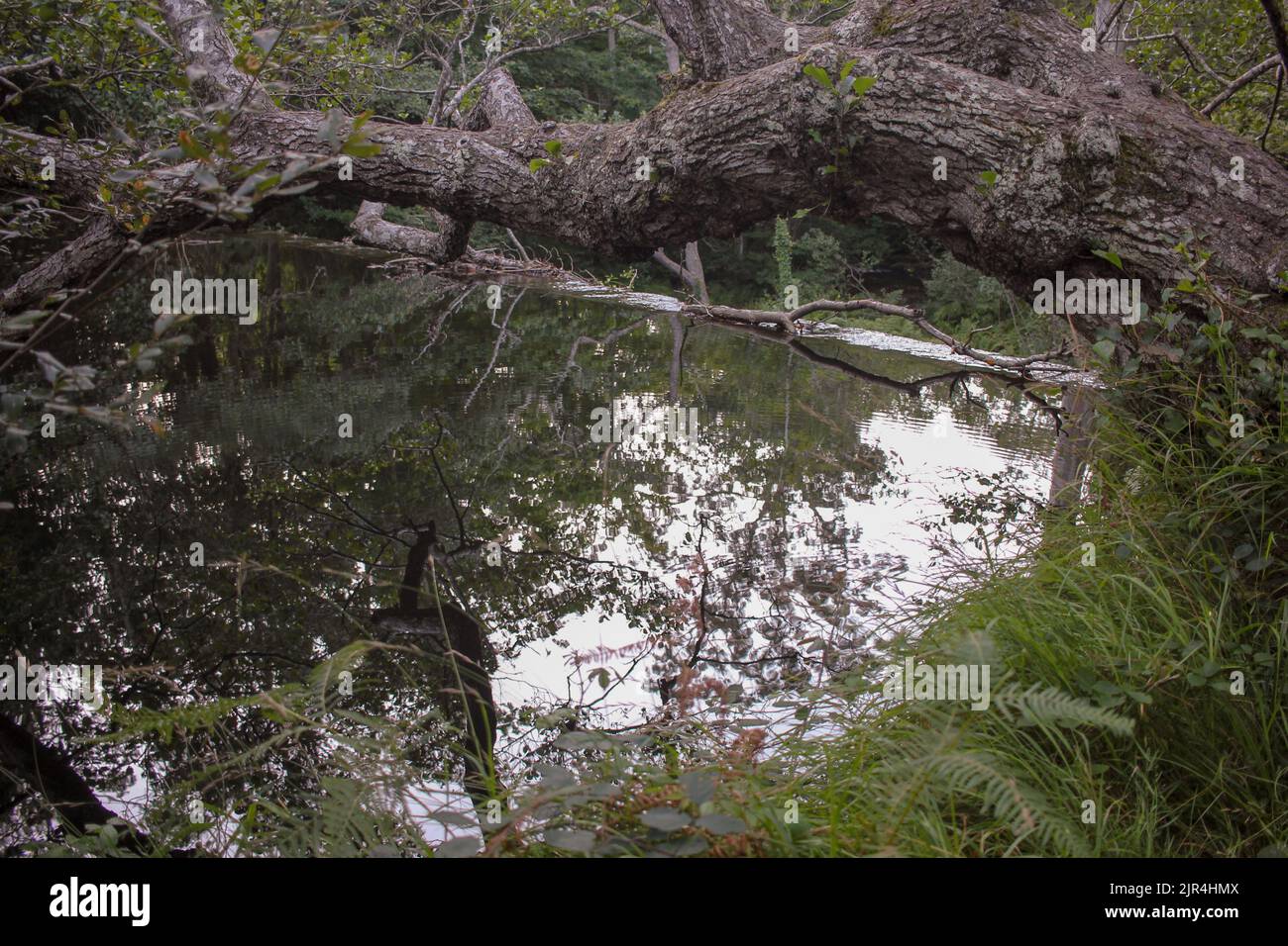 reflection of trees in the river just before the waterfall Stock Photo ...