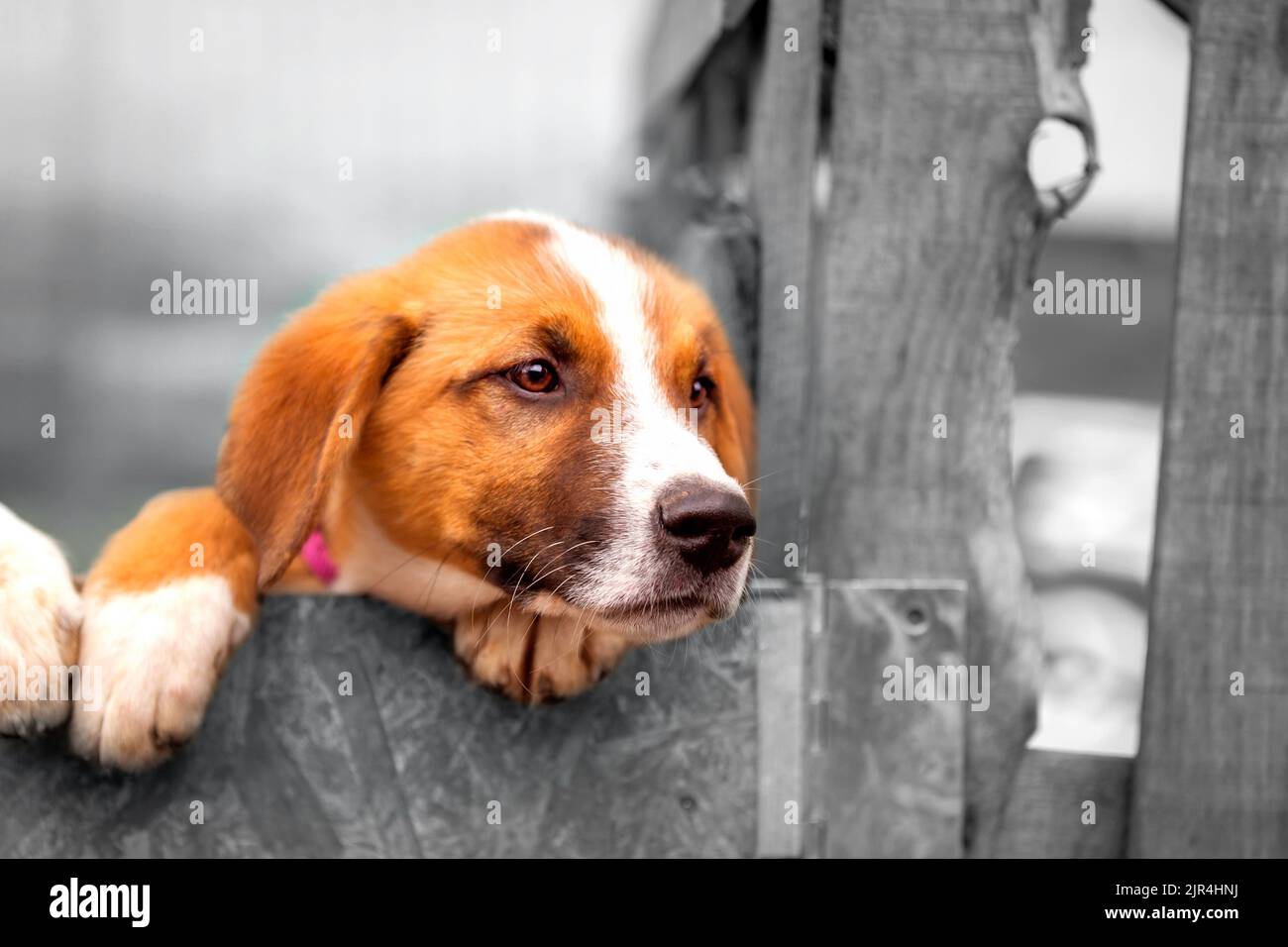 Portrait of sad dog puppy in shelter behind fence waiting to be adopted ...