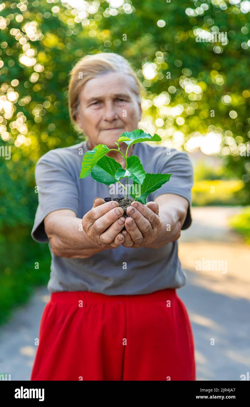 Grandmother is planting a tree in the garden. Selective focus. Nature ...