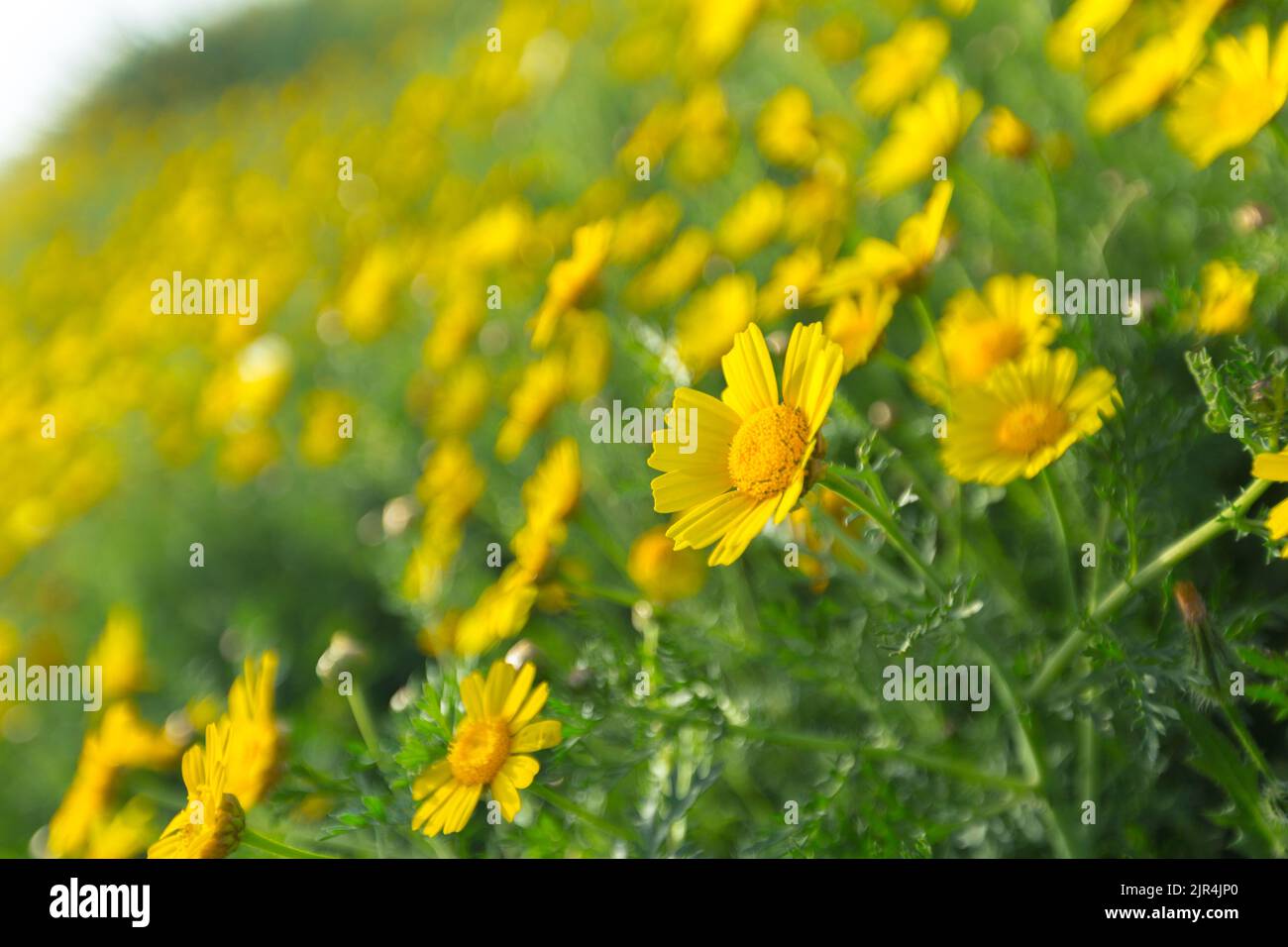 Spring background with beautiful yellow flowers Stock Photo - Alamy