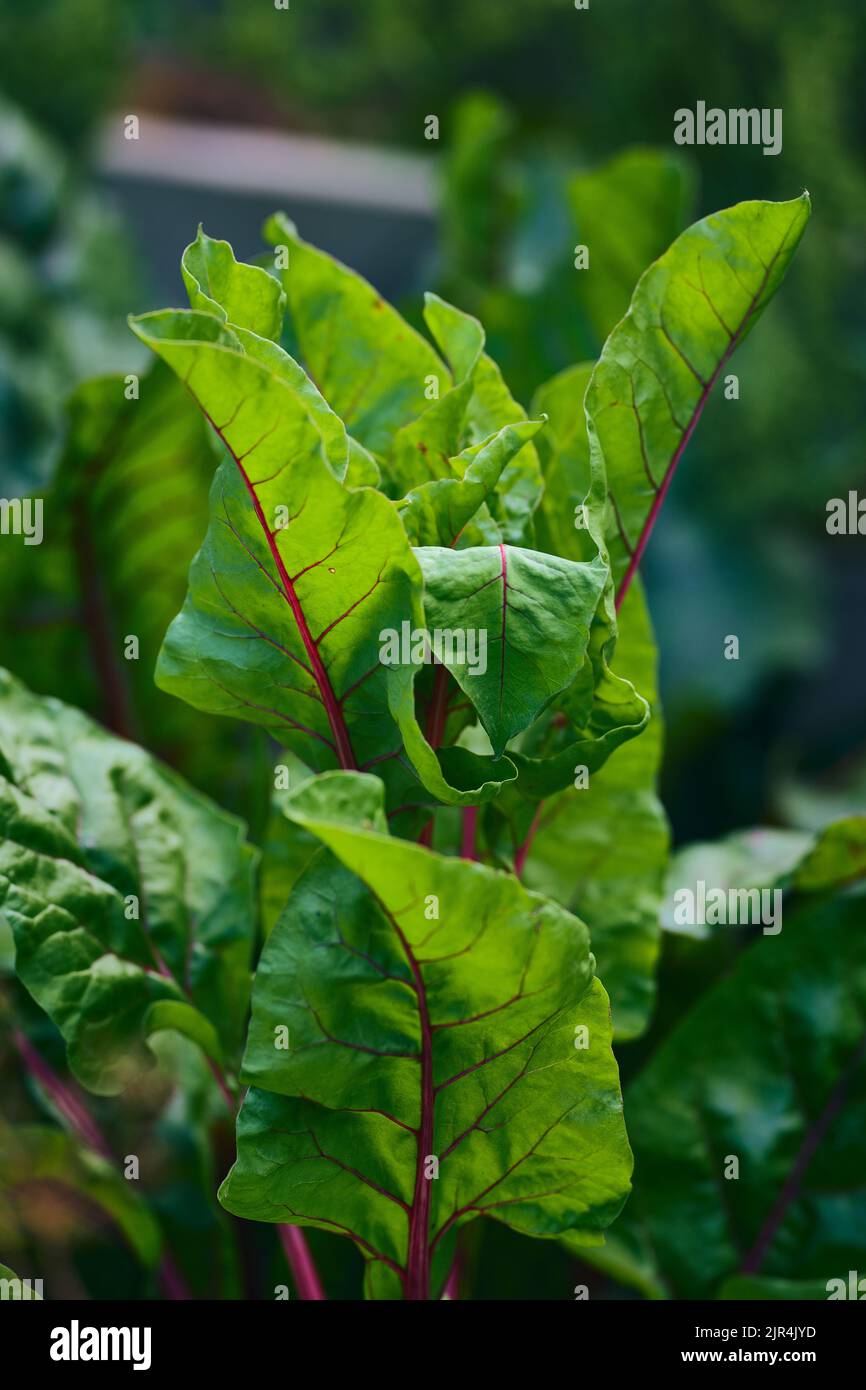 Red chard plant hi-res stock photography and images - Alamy
