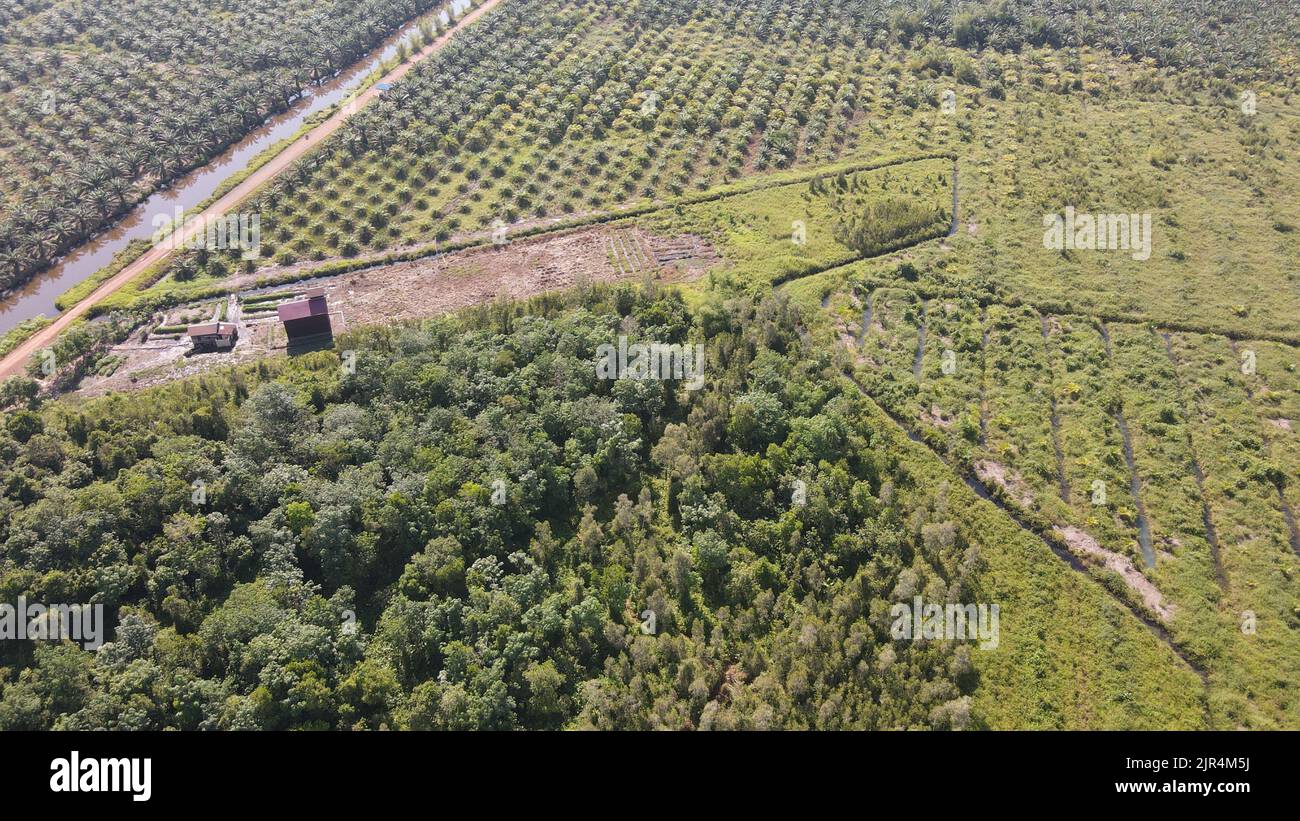 Palm Oil Plantation in Talekung Punei Stock Photo - Alamy
