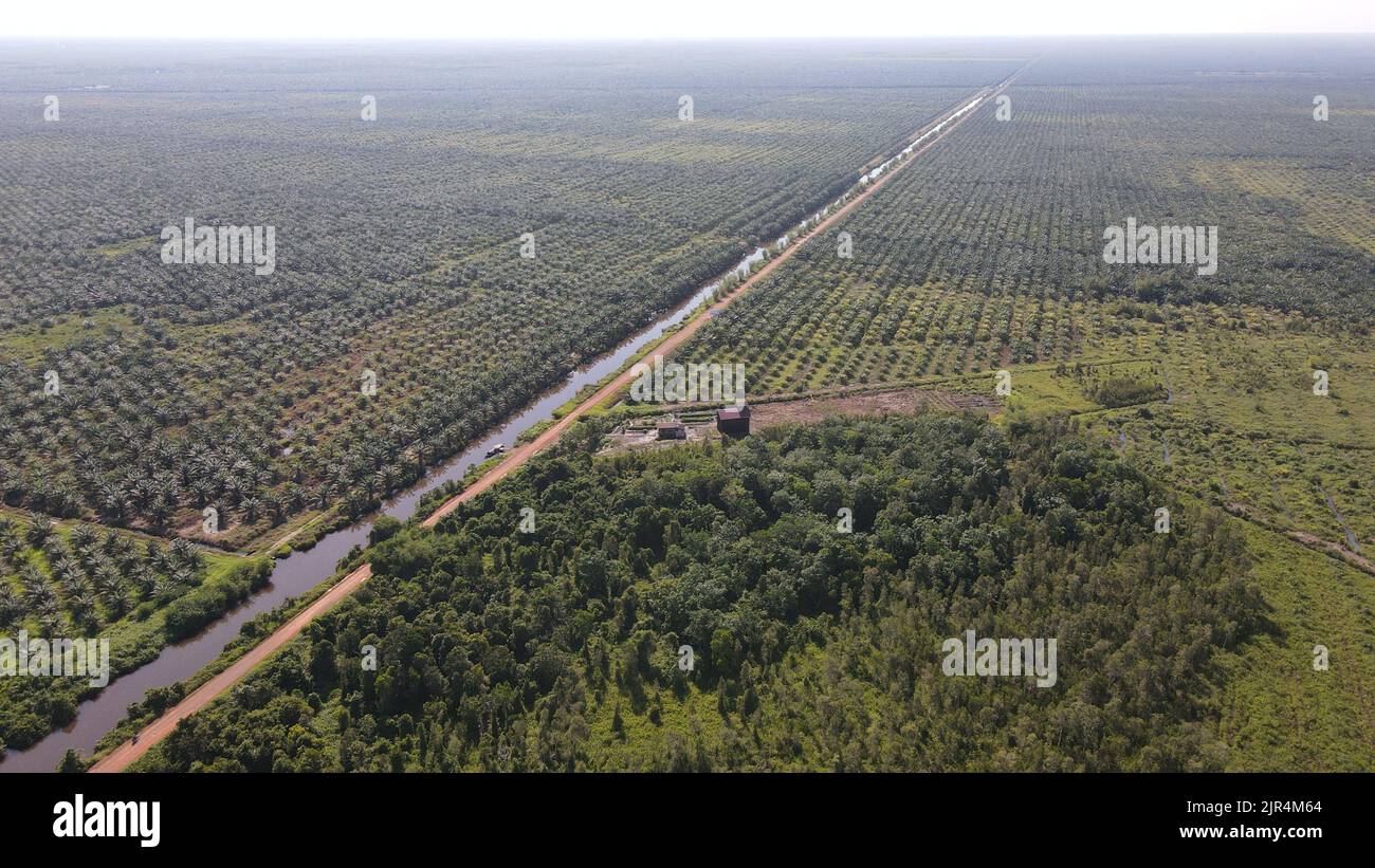 Oil Palm Plantation near Canal in Talekung Punei Village Stock Photo ...