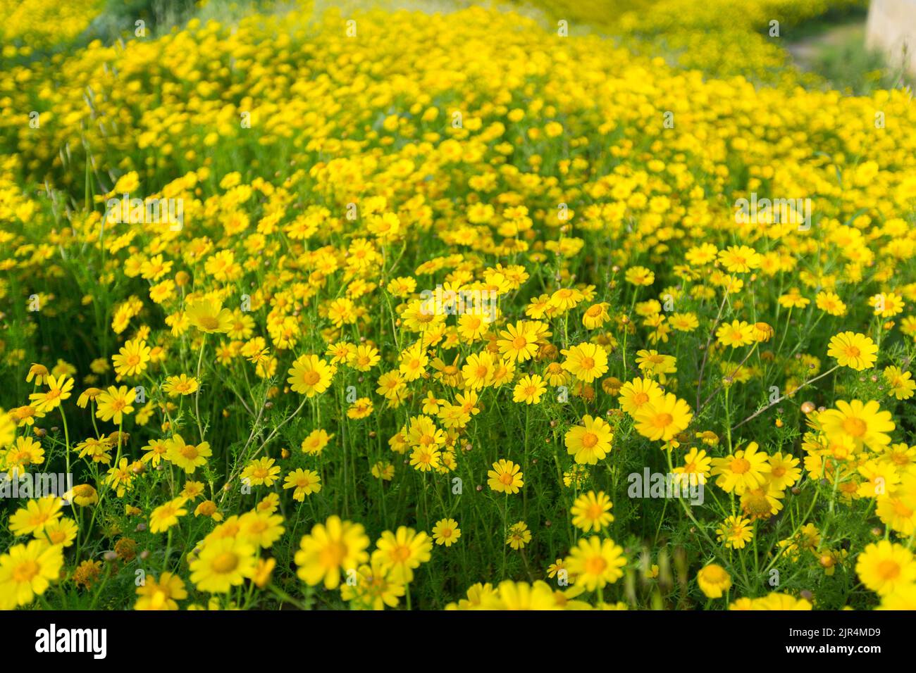Spring background with beautiful yellow flowers Stock Photo - Alamy