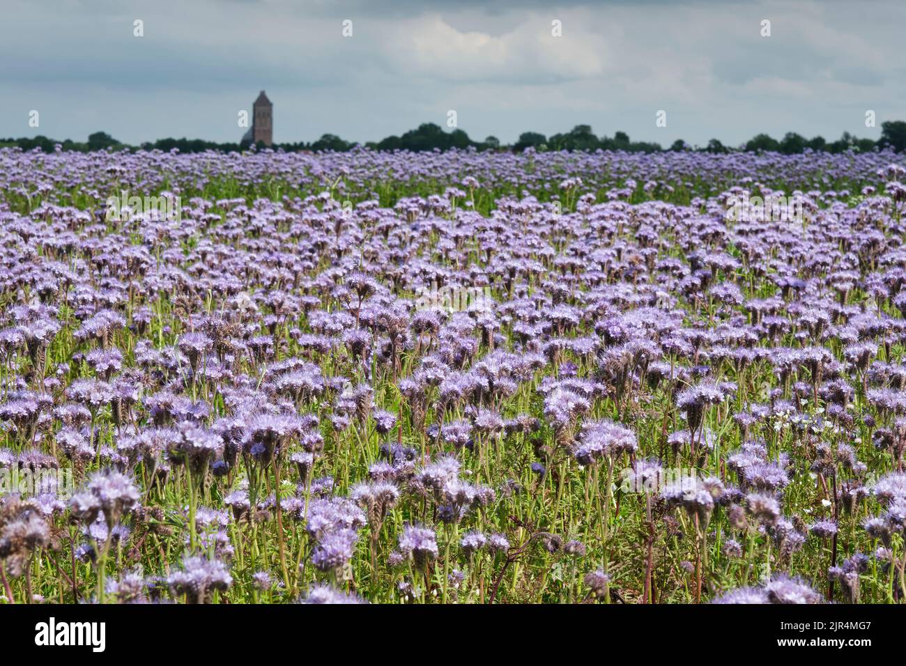 A field of purple Phacelia plants under a stormy sky. This plant is ...