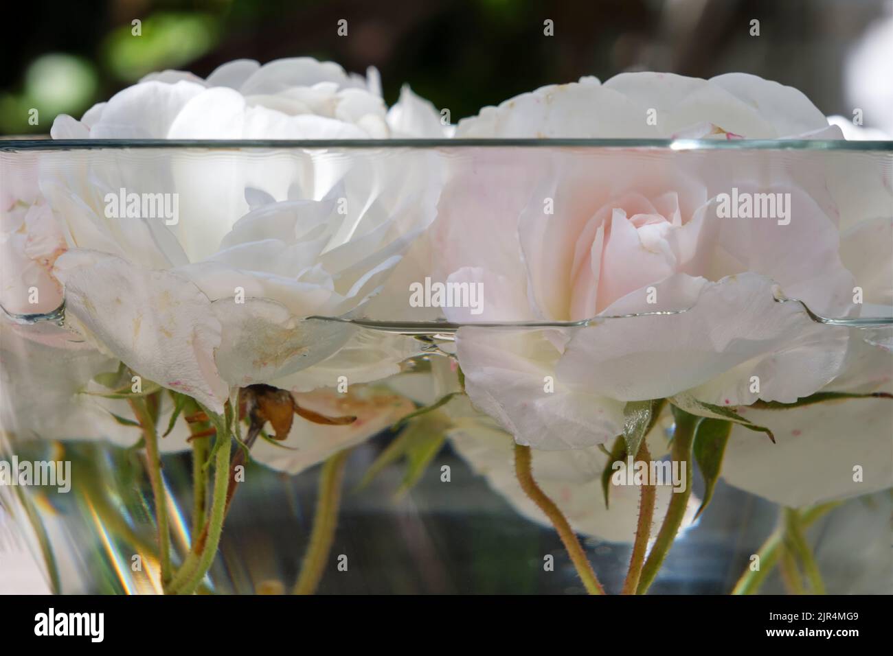 Floating flowers table decoration hi-res stock photography and images ...